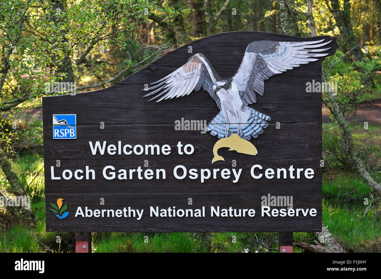 Osprey boat of garten hi-res stock photography and images - Alamy