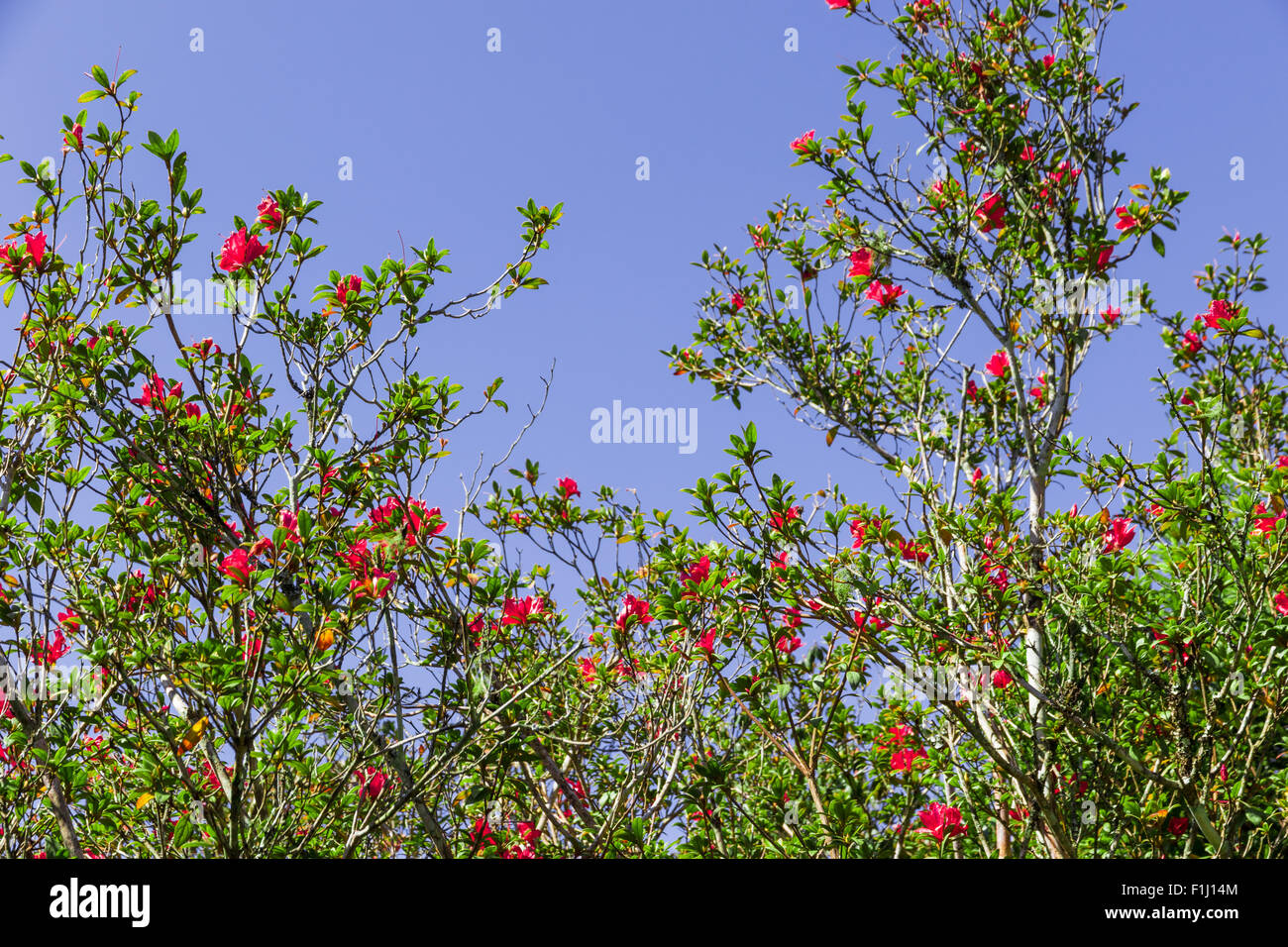green rhododendron bushes with blooming red flowers Stock Photo - Alamy