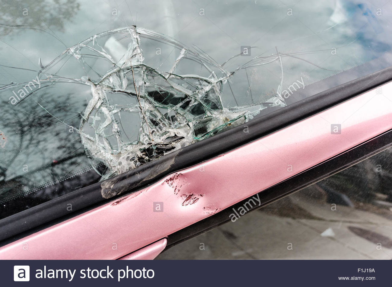 Window Collision High Resolution Stock Photography and Images - Alamy
