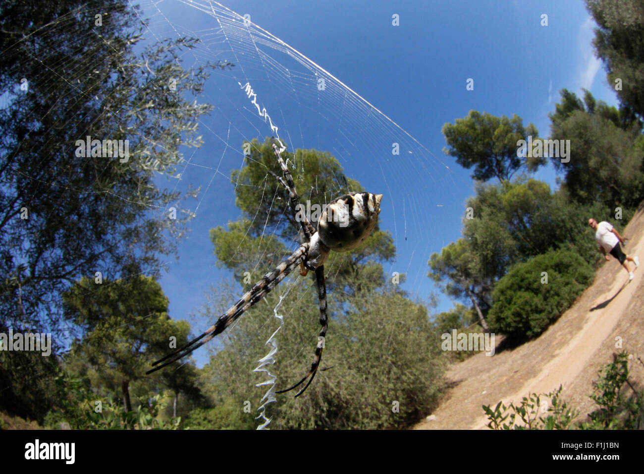 An Argiope Lobata spider species seen on a forest in the Mediterranean ...