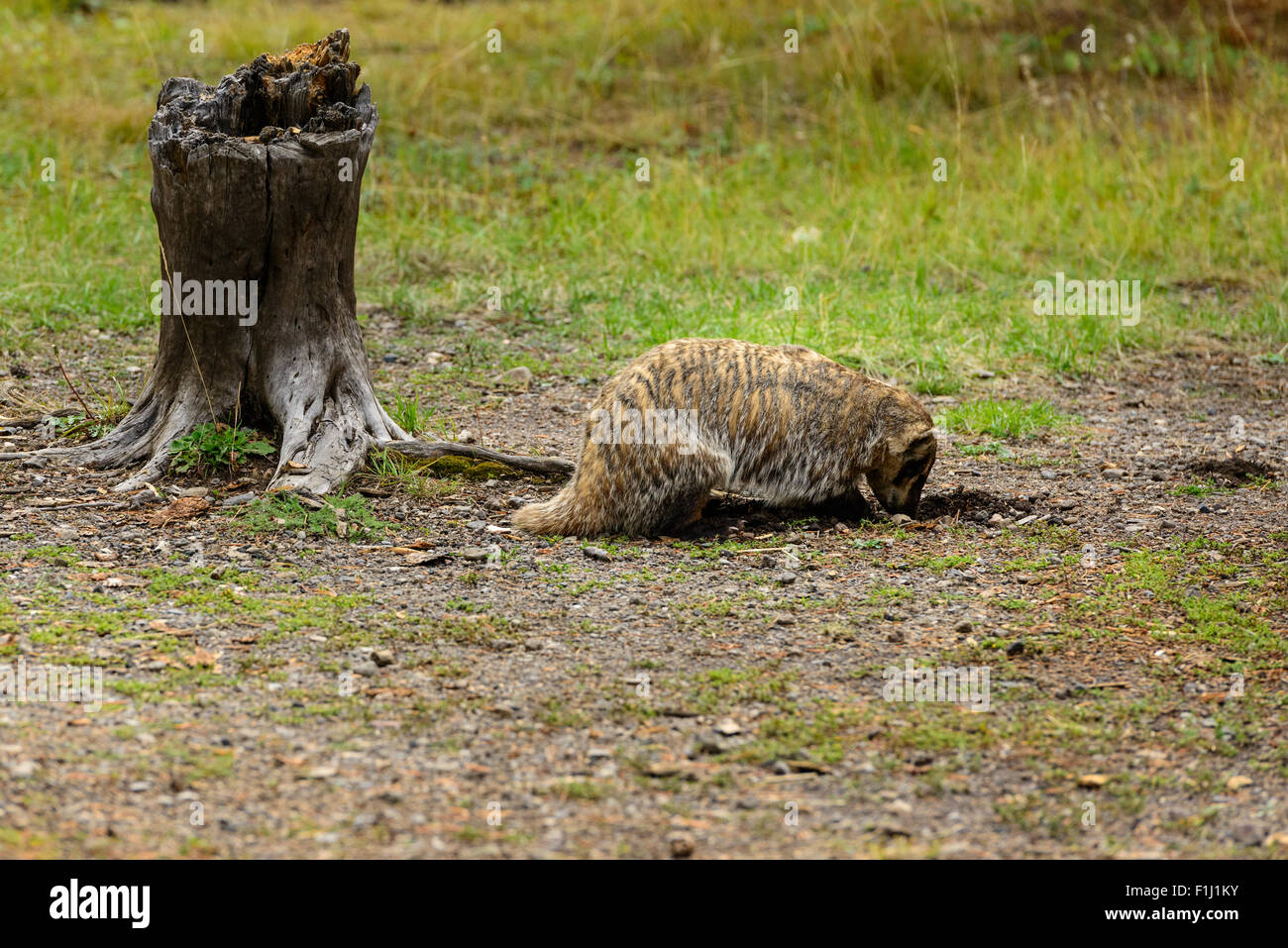 Photograph of an American Badger from Yellowstone National Park Stock ...