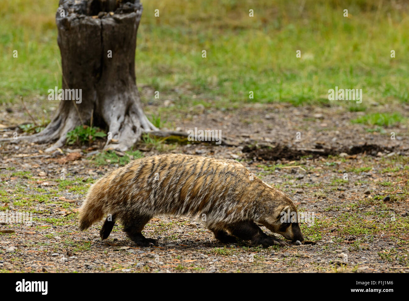 Photograph of an American Badger from Yellowstone National Park Stock ...