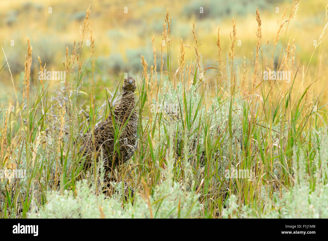 Dusky Grouse hiding in a prairie in Yellowstone National Park Stock ...