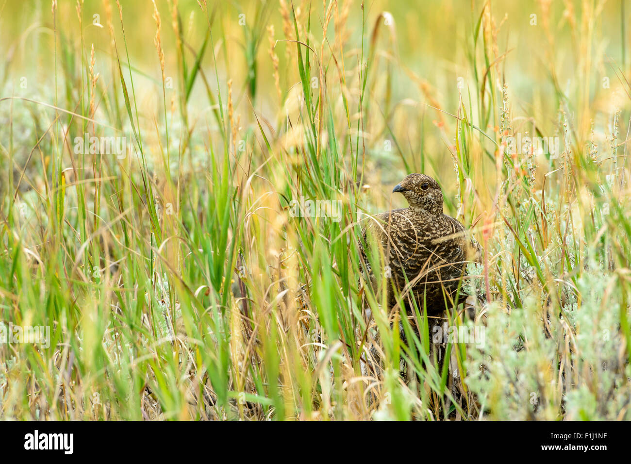 Dusky Grouse hiding in a prairie in Yellowstone National Park Stock ...