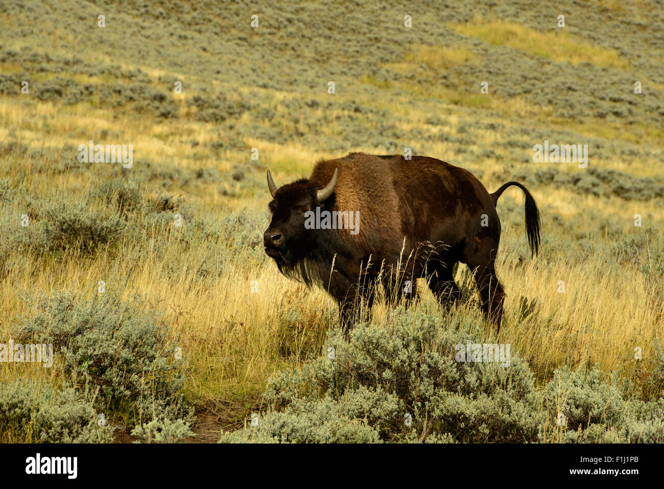 Images of the buffalo herd from Hayden Valley, in Yellowstone National ...