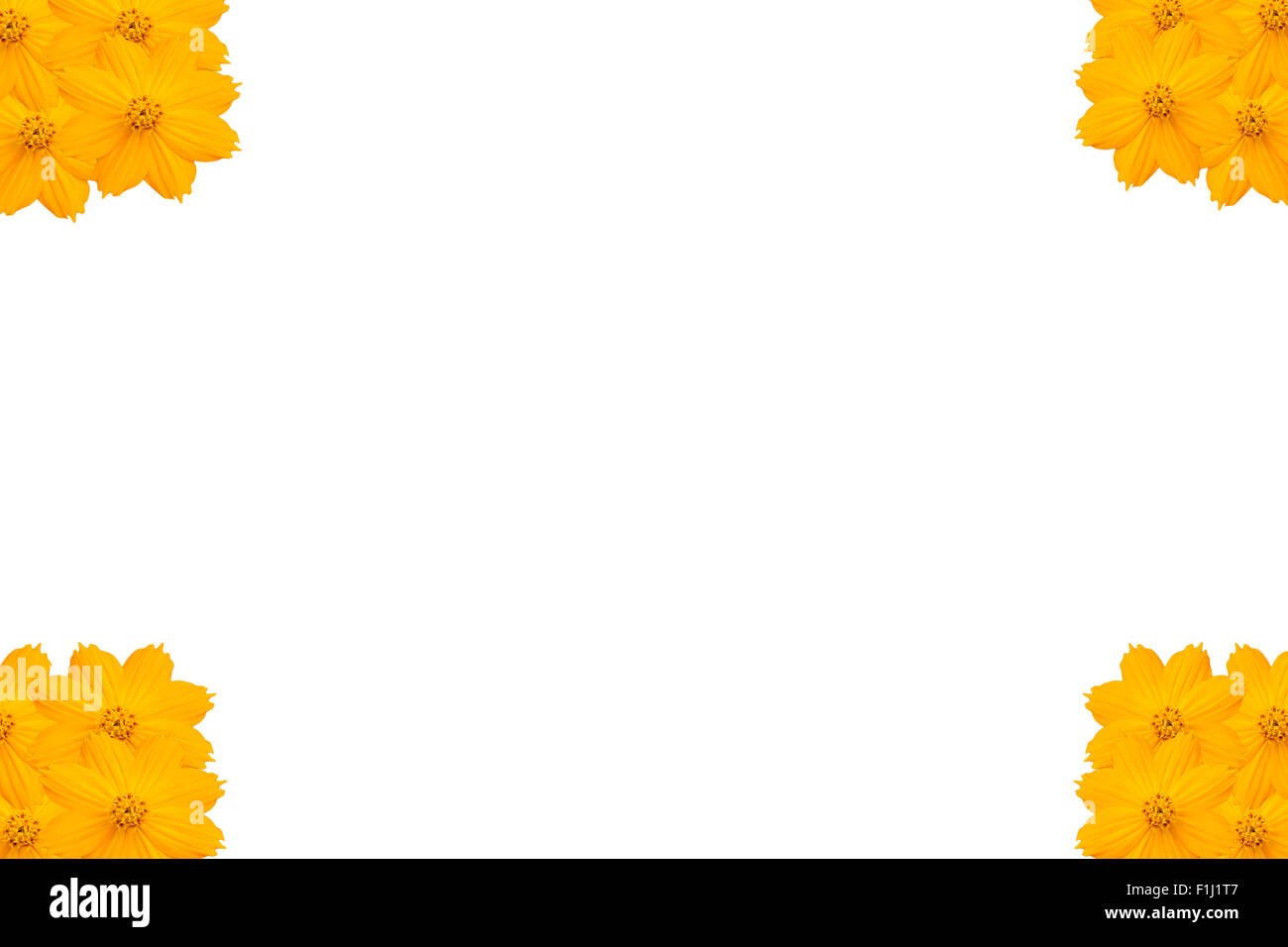 Flower frame with yellow flowers Stock Photo - Alamy