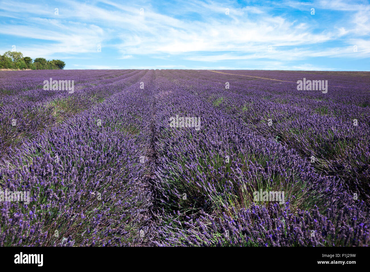 Wild Lavender Fields