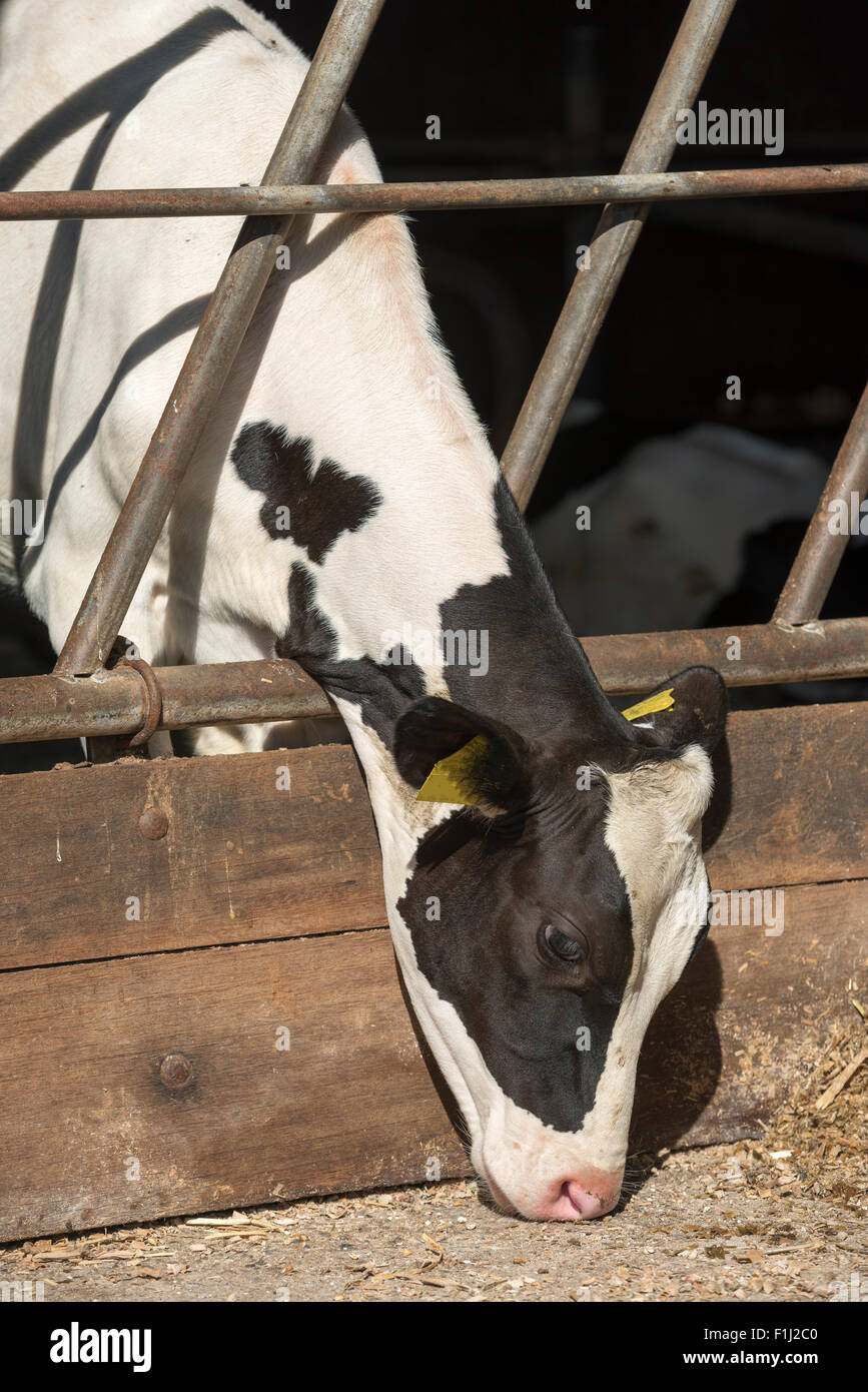 Bull stable hi-res stock photography and images - Alamy