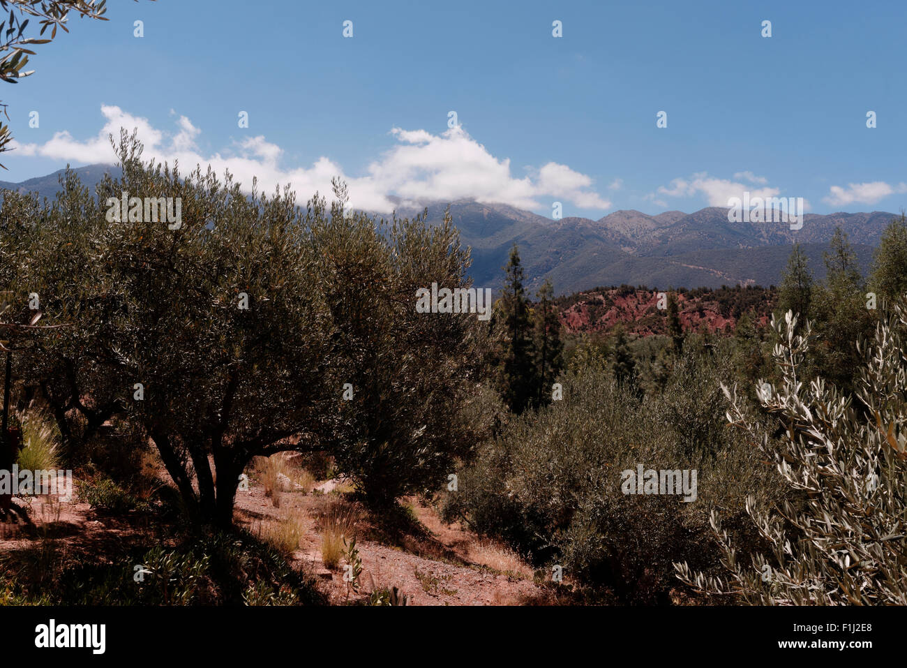 White nimbus clouds wisps over the Atlas mountains and forest, Morroco ...