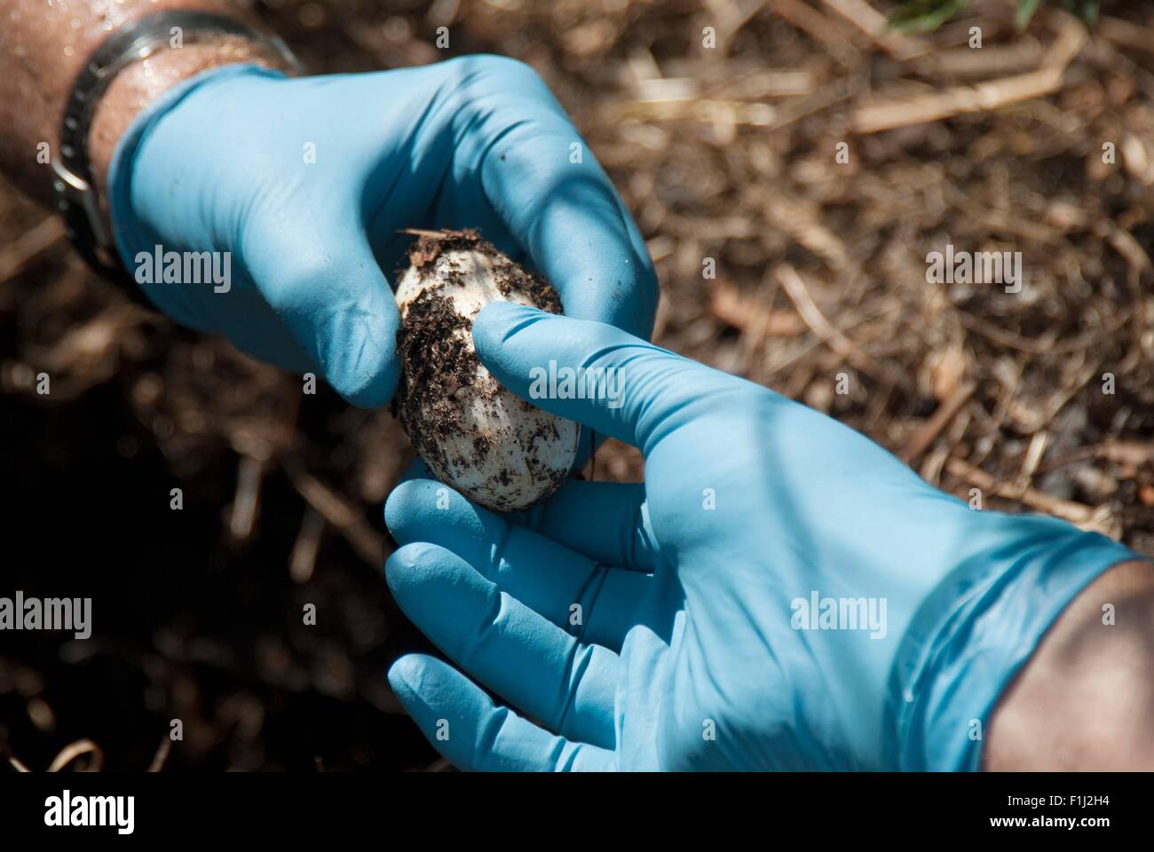 Wildlife biologist collect alligator eggs from a nest for study and ...