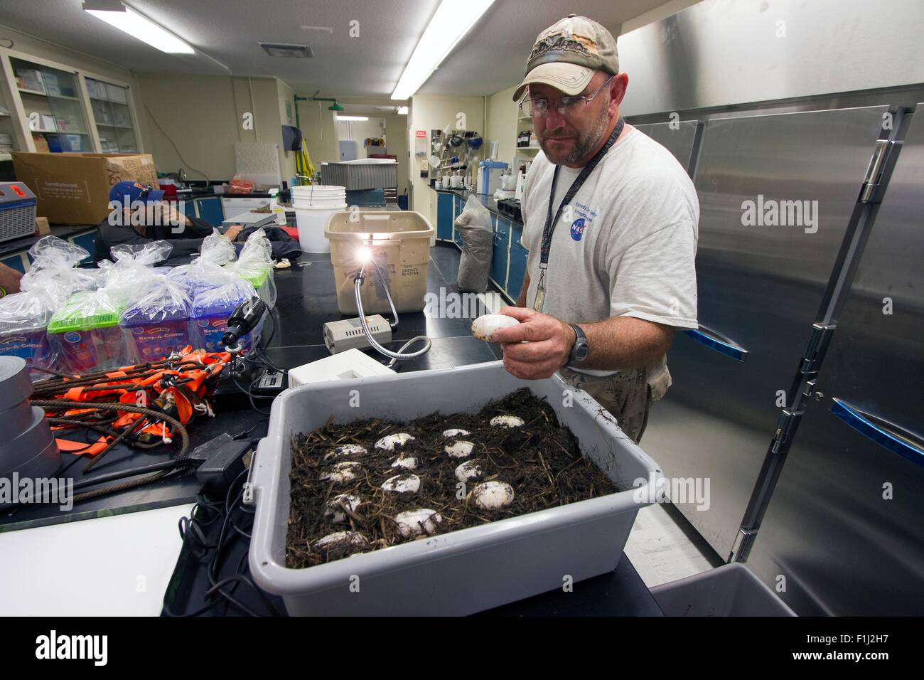 Wildlife Biologist Russ Lowers examines alligator eggs to check for ...