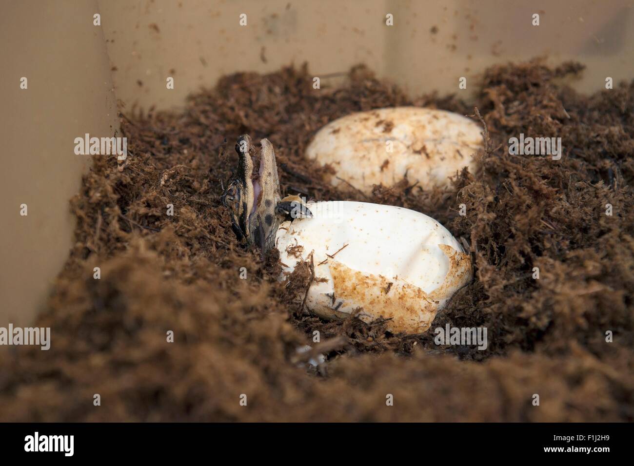 Surrounded by its siblings, an alligator emerges from its egg inside a ...