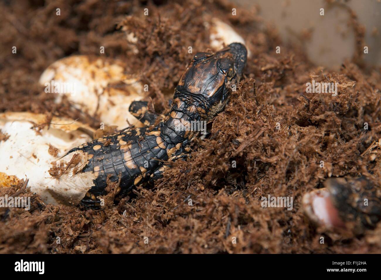 Alligator hatching hi-res stock photography and images - Alamy