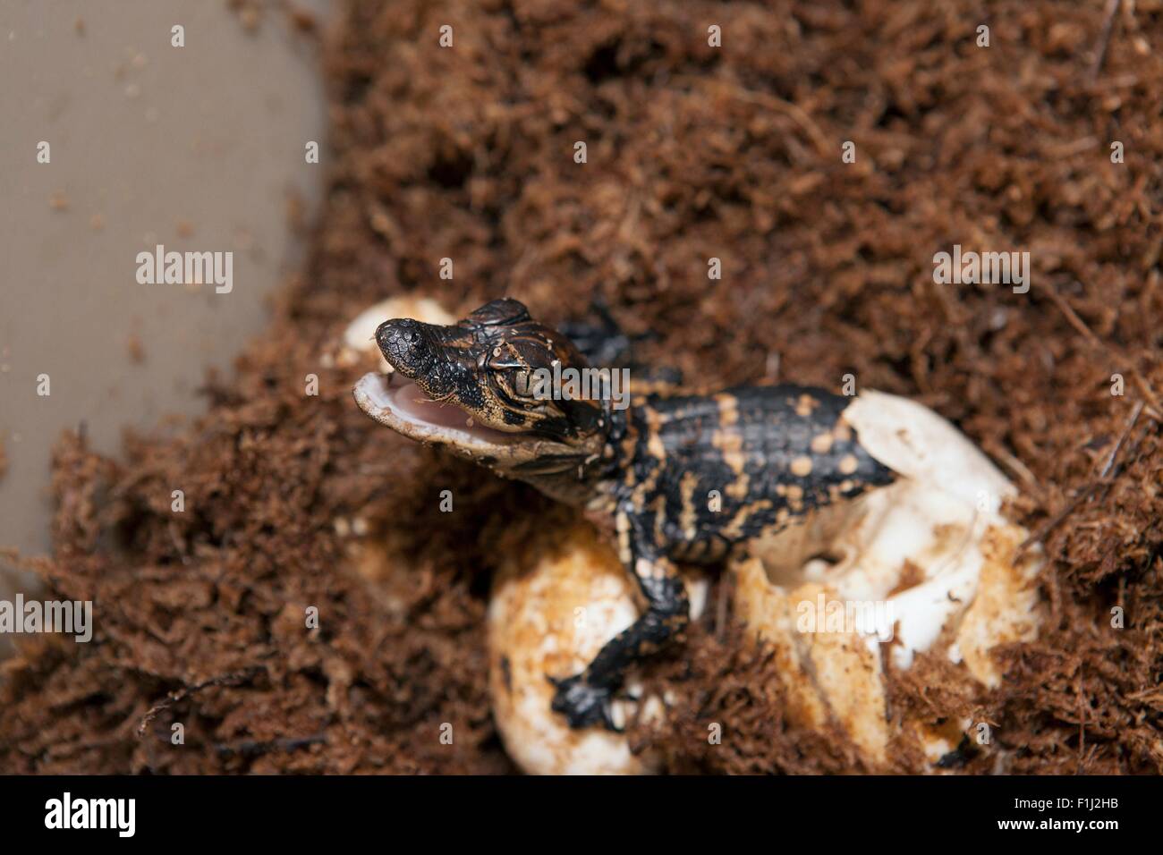 Alligator hatching from an egg hi-res stock photography and images - Alamy