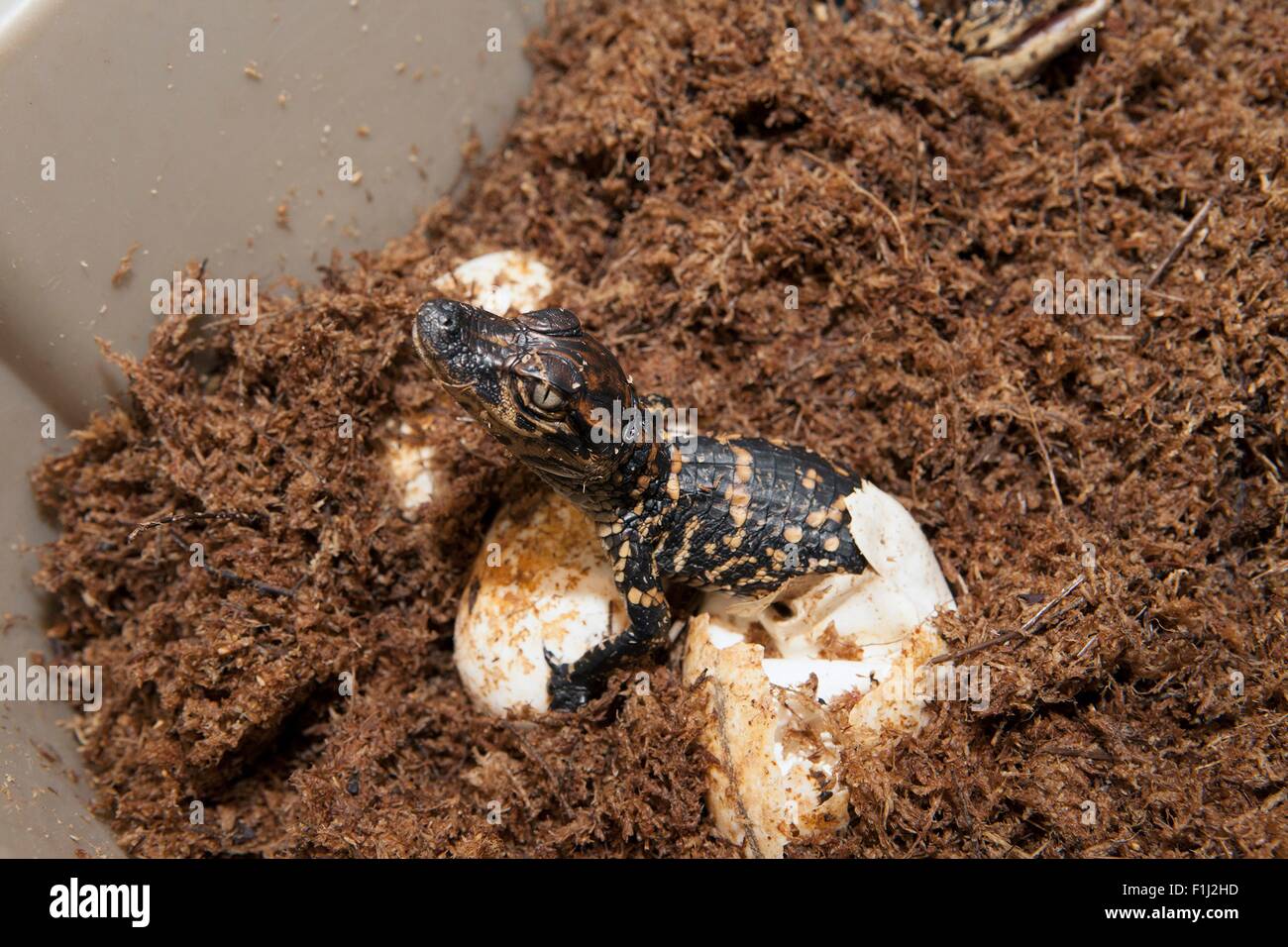 Alligator hatching from an egg hi-res stock photography and images - Alamy