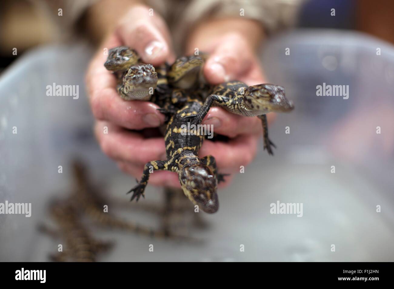Several recently hatched alligators squirm in the hands of Wildlife ...