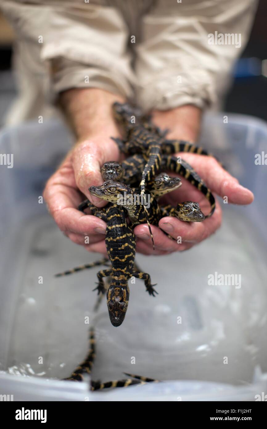Several recently hatched alligators squirm in the hands of Wildlife ...