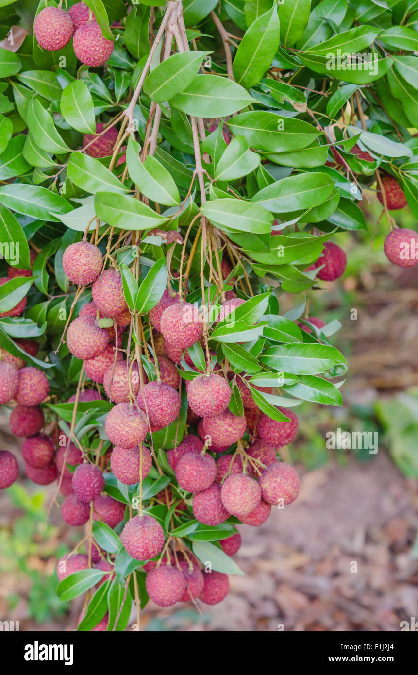 fresh lychee on tree in lychee orchard Stock Photo - Alamy