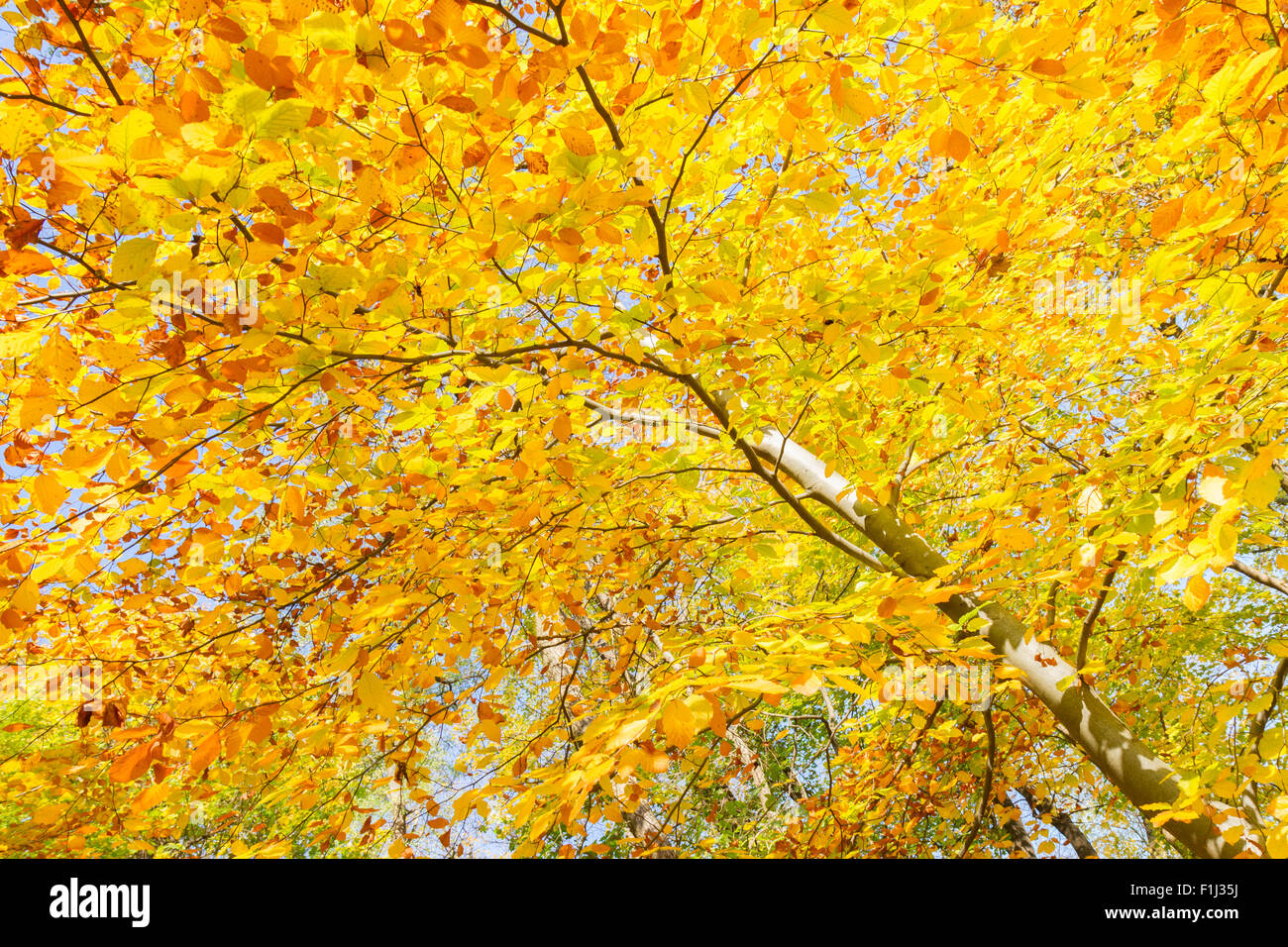 yellow cherry tree in autumn park Stock Photo - Alamy