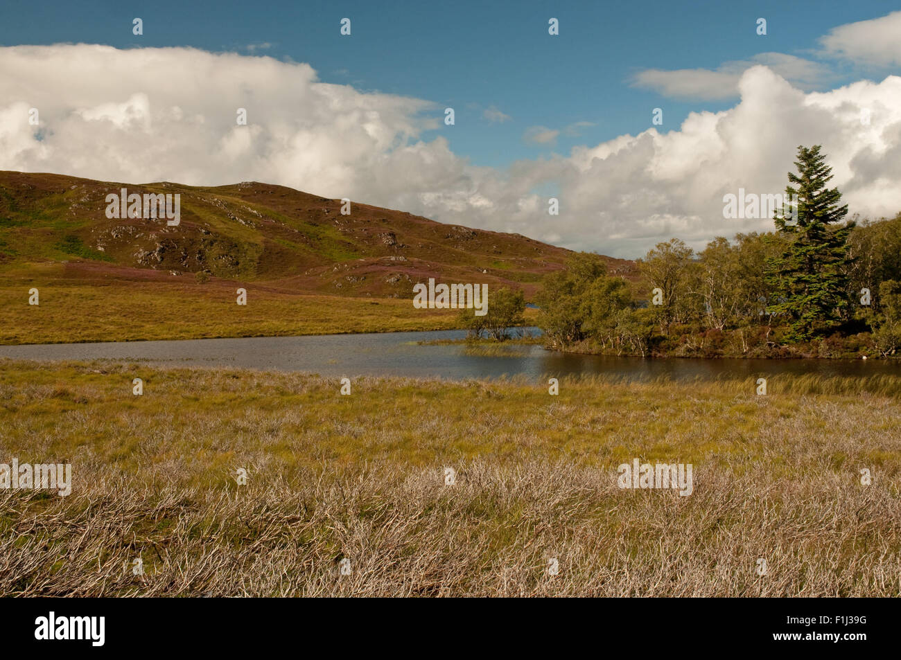 Loch tarff trees hi-res stock photography and images - Alamy