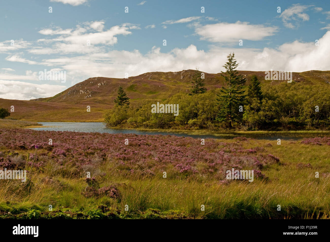 Loch Tarff Trees High Resolution Stock Photography and Images - Alamy