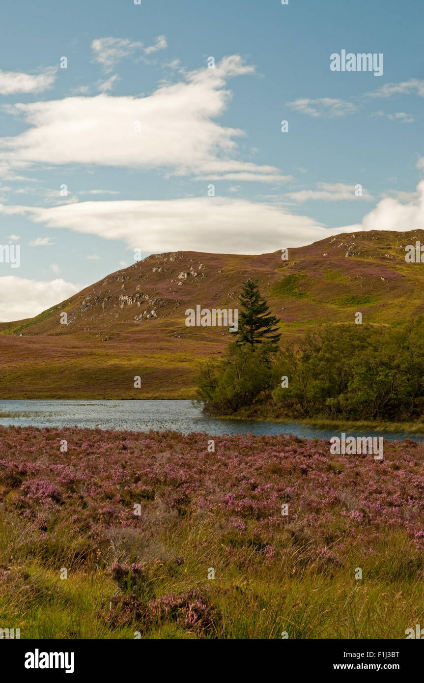 Loch tarff trees hi-res stock photography and images - Alamy