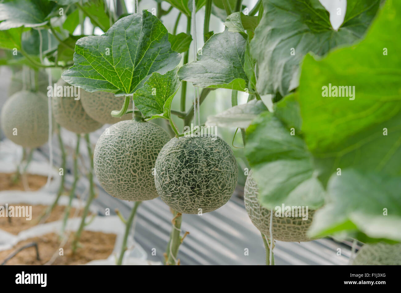 Melon tree hi-res stock photography and images - Alamy