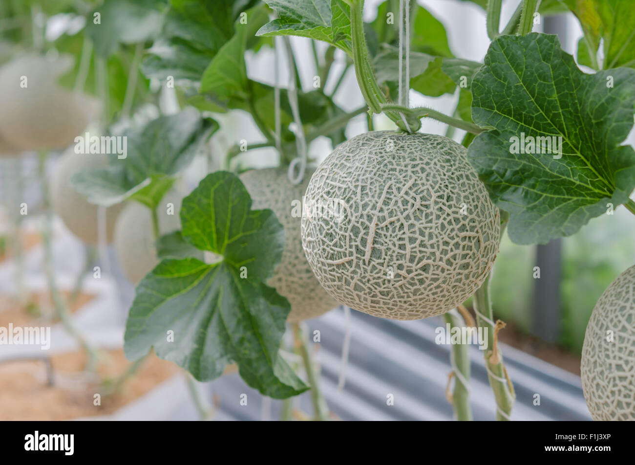 Melon tree hi-res stock photography and images - Alamy
