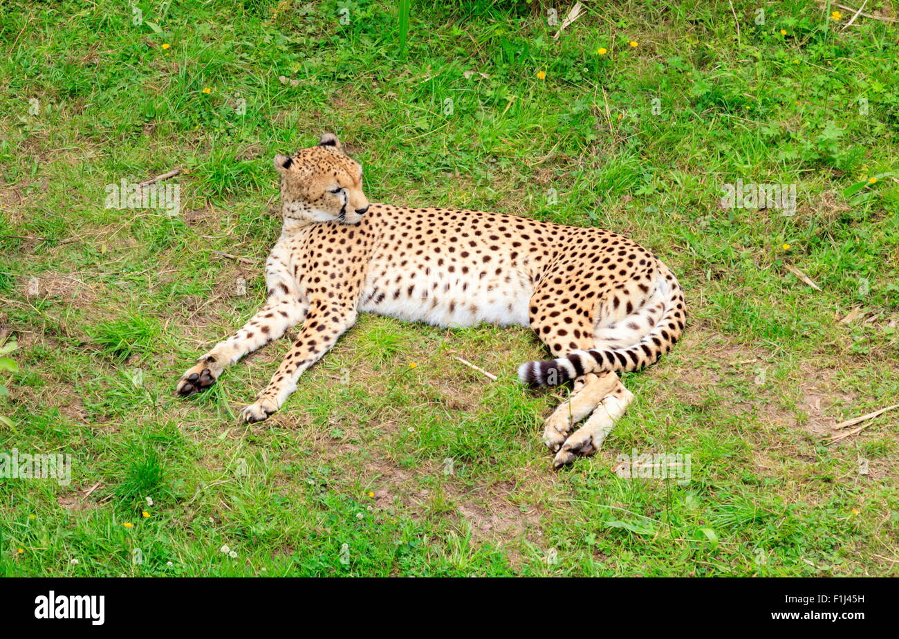 Chester zoo cheetah hi-res stock photography and images - Alamy