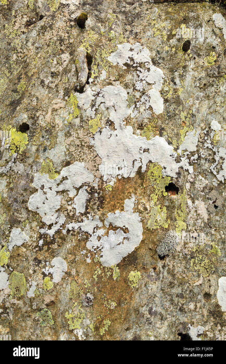Lichen covered rock Stock Photo - Alamy