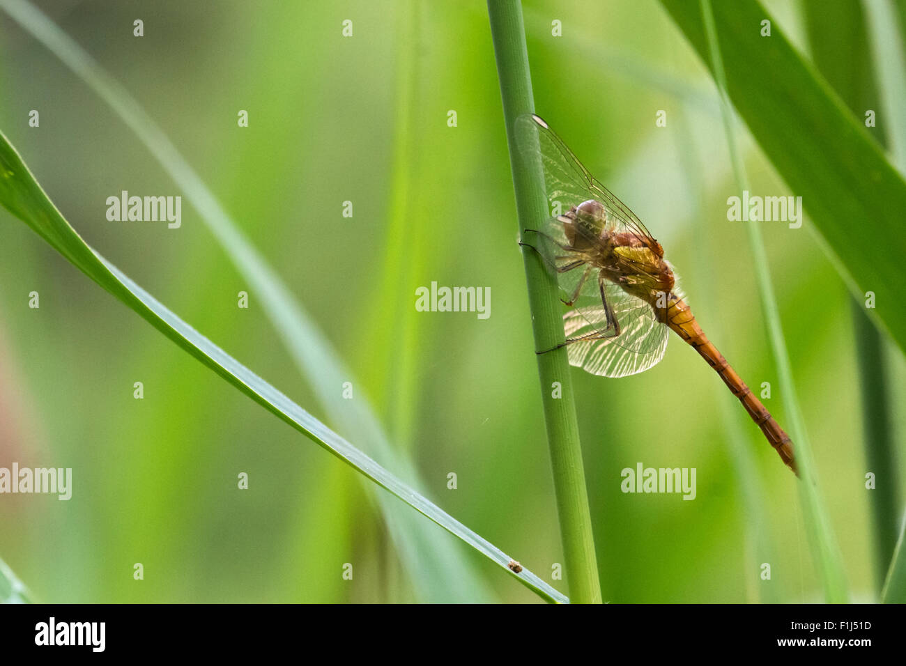 Common Darter dragonfly hiding on a reed Stock Photo - Alamy