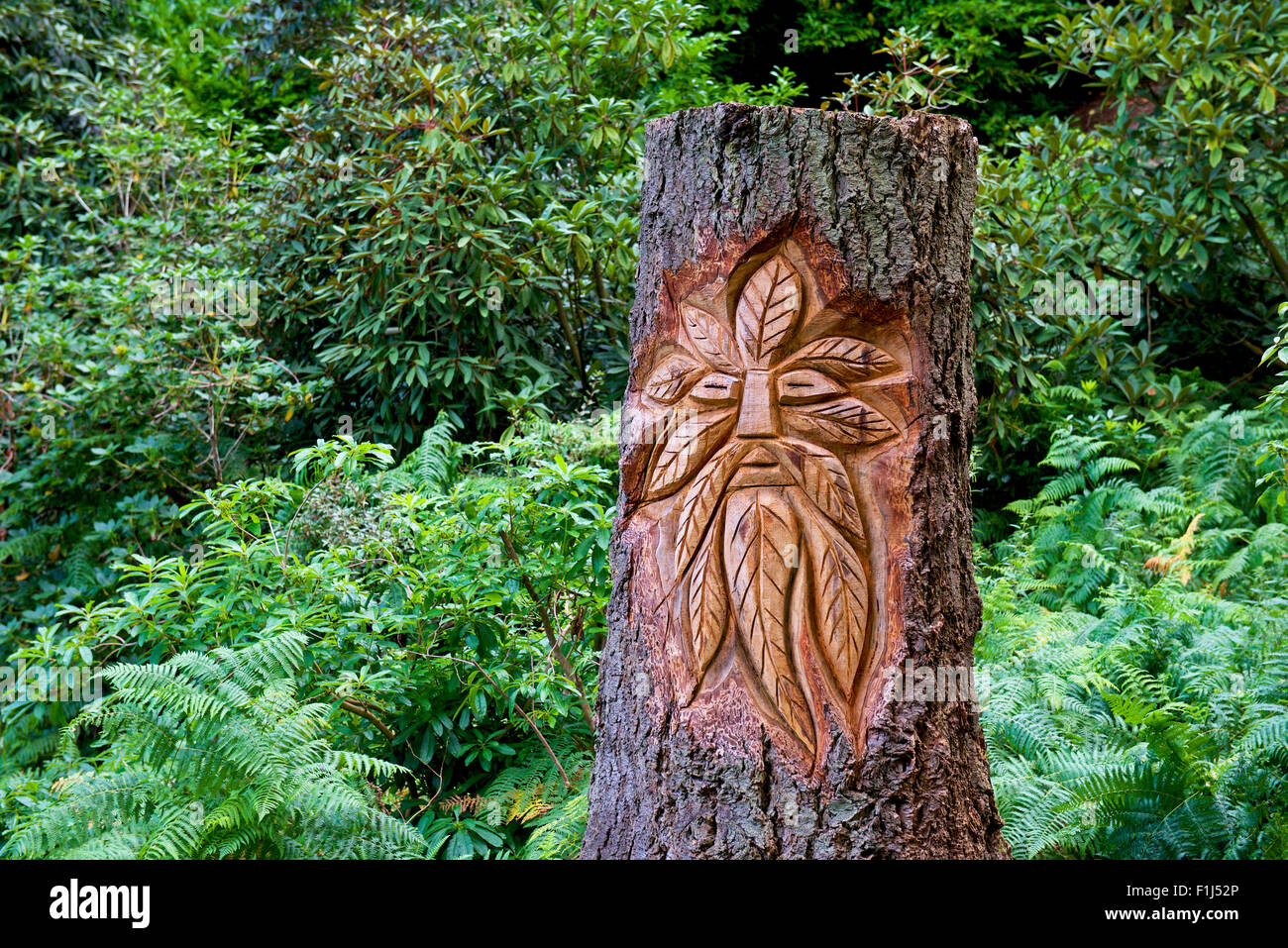 Tree stump carved with face of green man, in the gardens of Muncaster ...