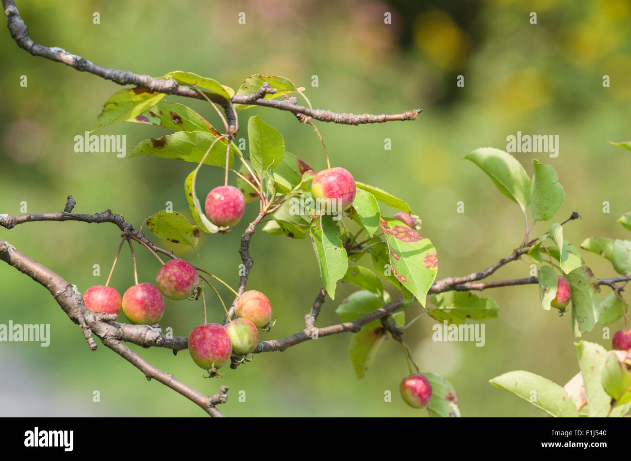 Wild crab apples (Malus Stock Photo - Alamy