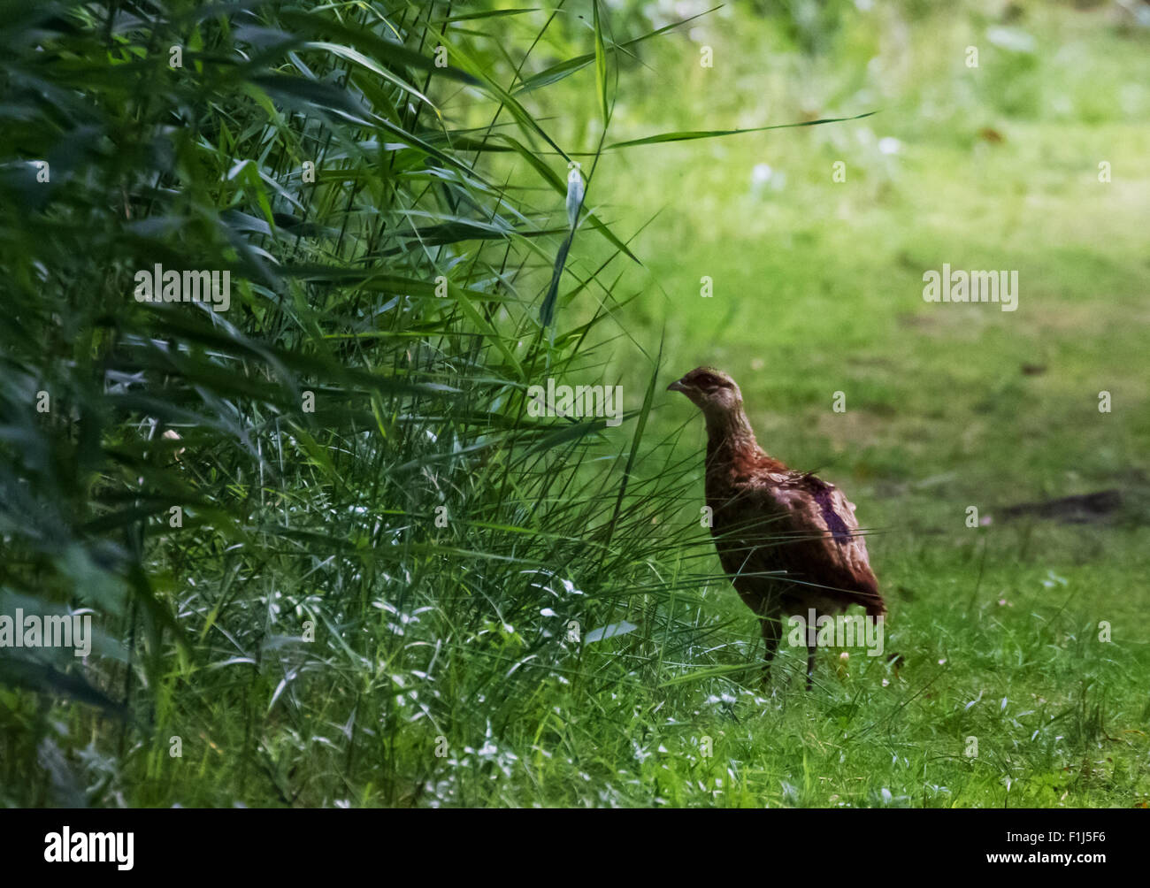 Nosy pheasant hen Stock Photo - Alamy