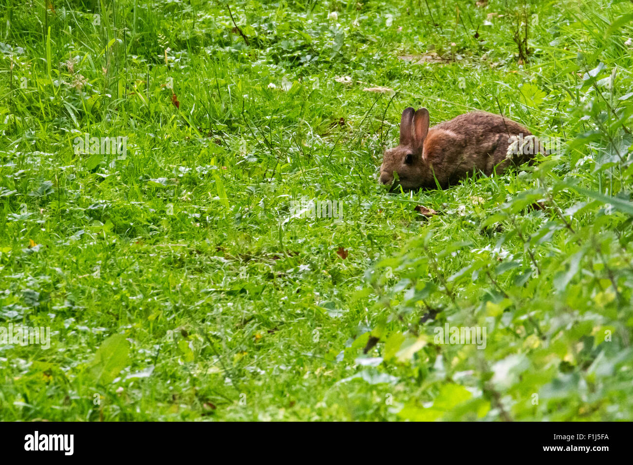 Wild Bunny crouching Stock Photo - Alamy