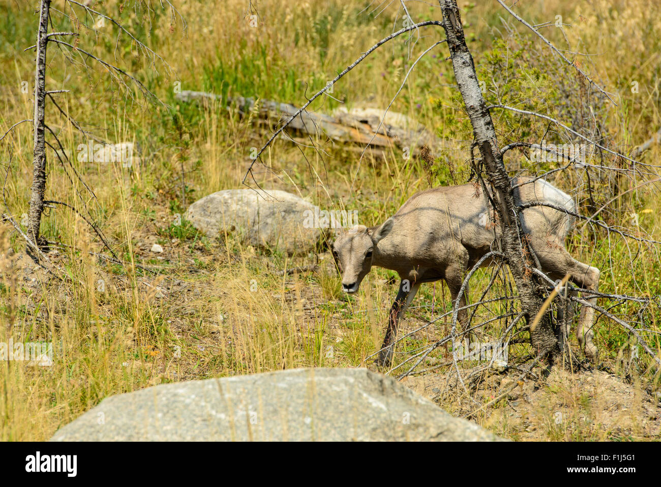 Evasive species hi-res stock photography and images - Alamy