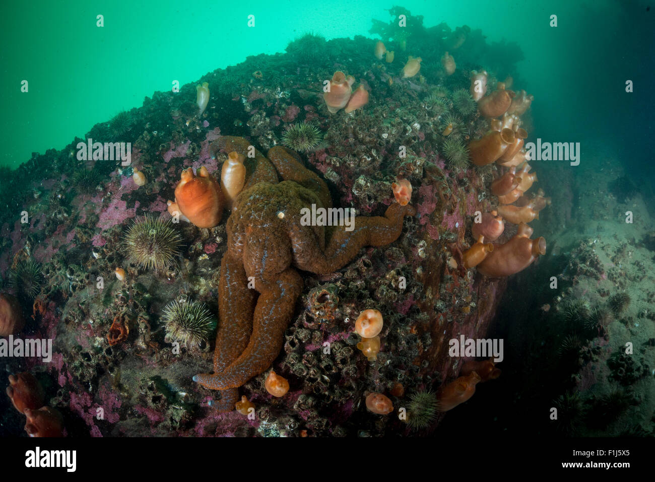 Rocky reef ecosystem with a fjord system in Alaska Stock Photo - Alamy
