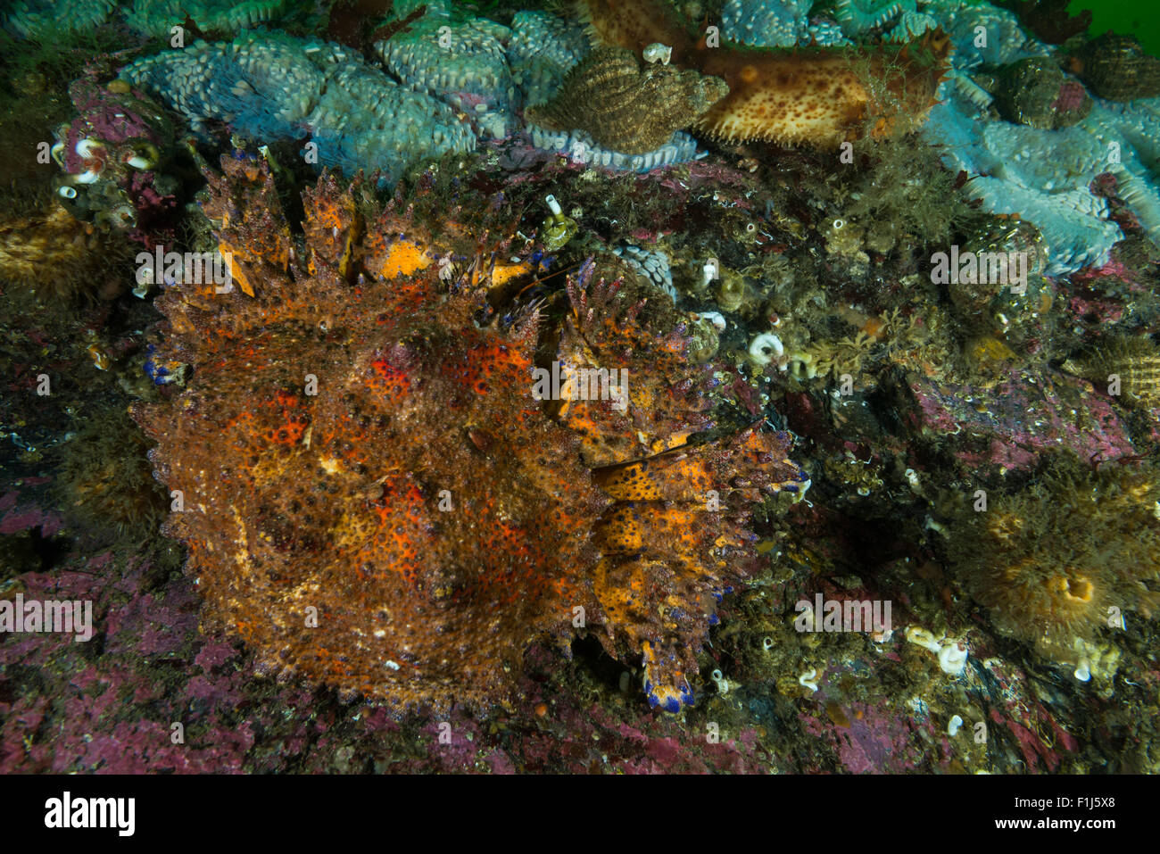 a puget sound king crab Lopholithodes mandtii in Alaska showing the ...