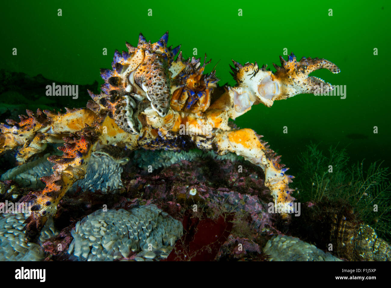 A Puget Sound king crab Lopholithodes mandtii in Alaska showing its ...