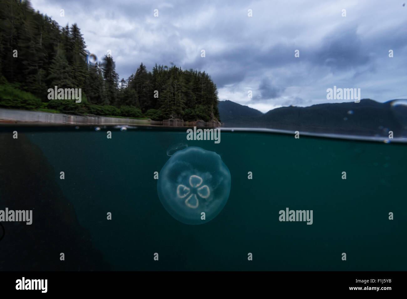 A split half and half shot showing the forest of Alaska with a moon ...