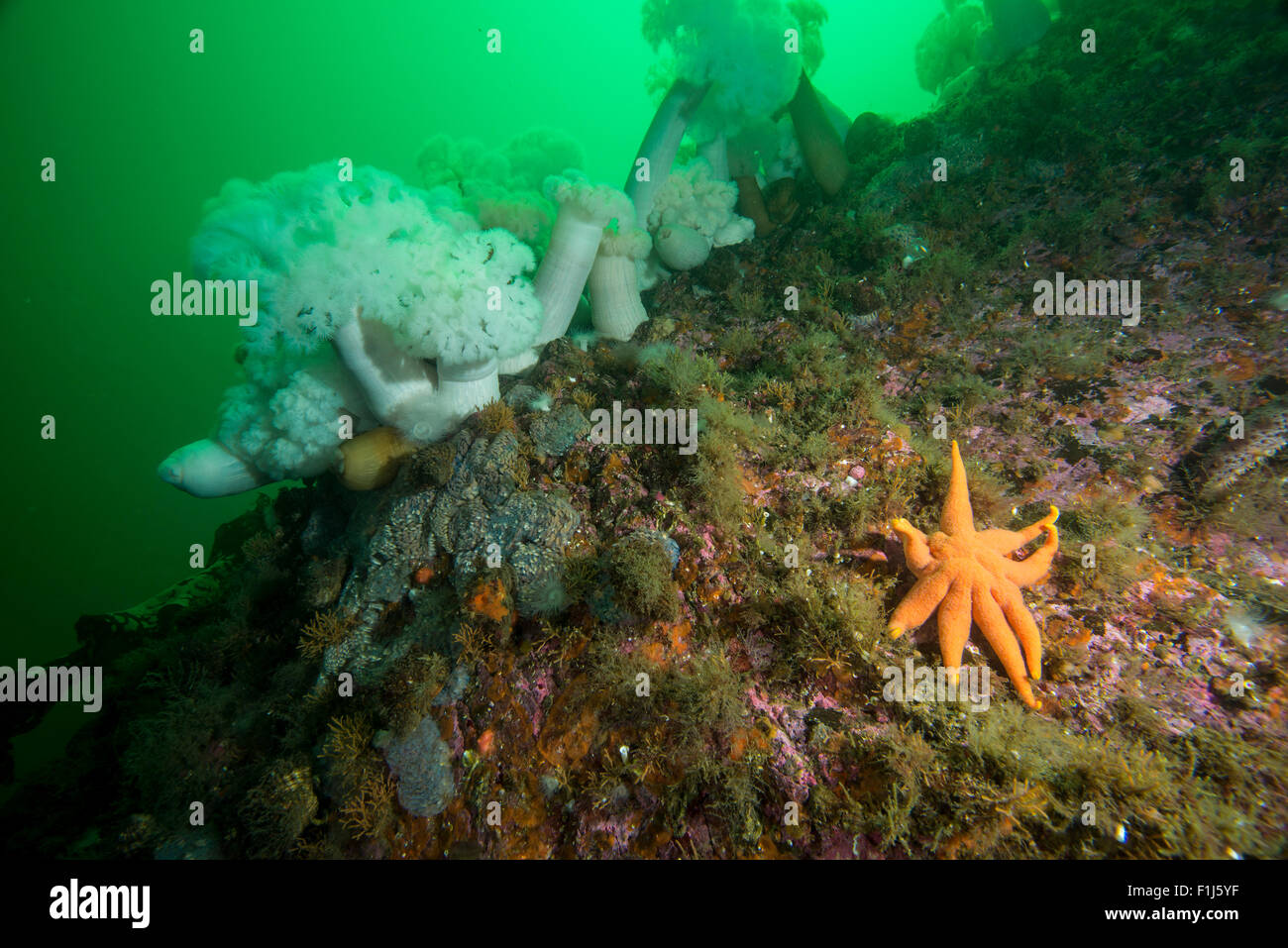 Morning sun star and plumose anemone in Alaska Stock Photo - Alamy