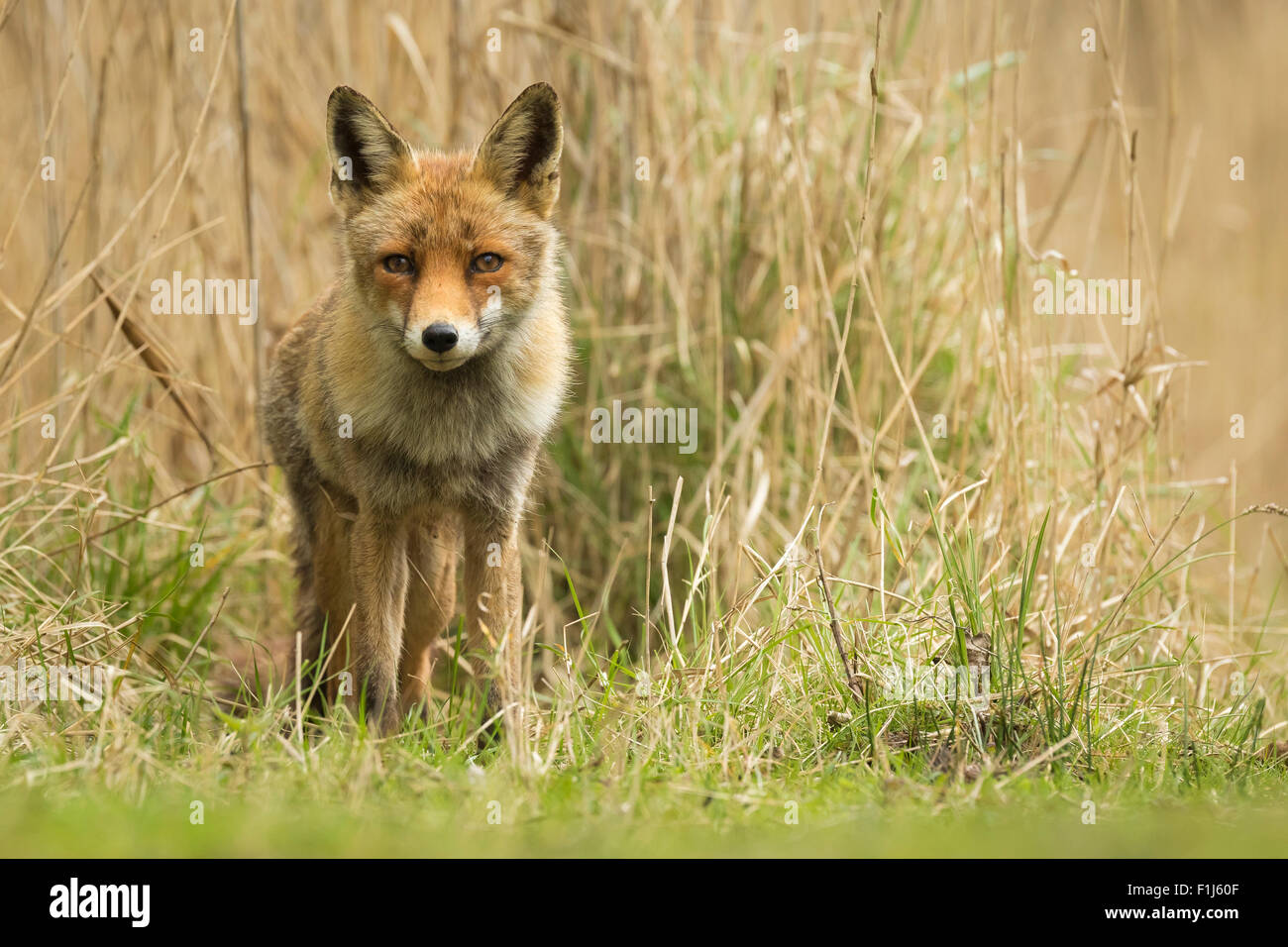 Vixen red fox cub hi-res stock photography and images - Alamy