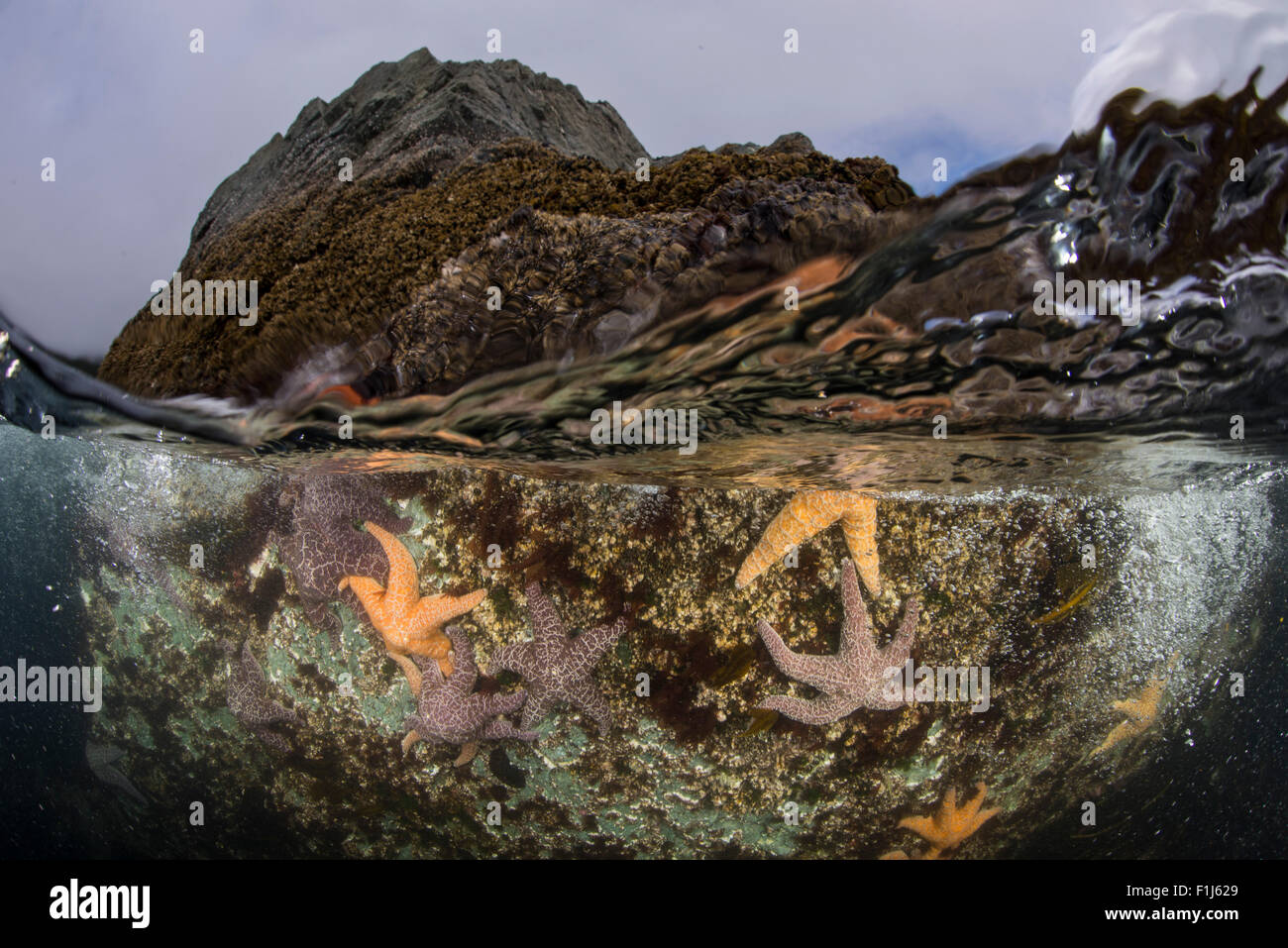 Over under, split shot of ochre sea stars, Pisaster ochraceus, in the ...