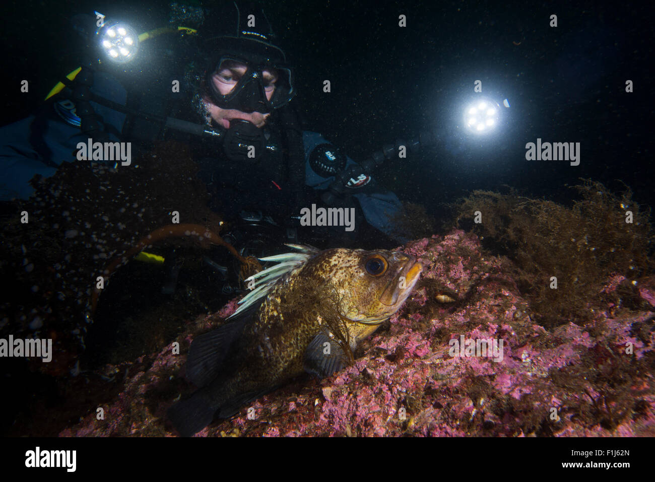 A diver with a quillback rockfish Sebastes maliger Stock Photo - Alamy