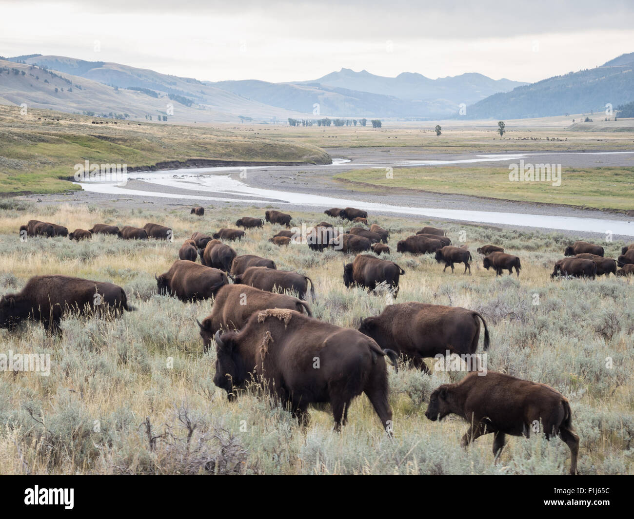 Bison bison herd walking hi-res stock photography and images - Alamy