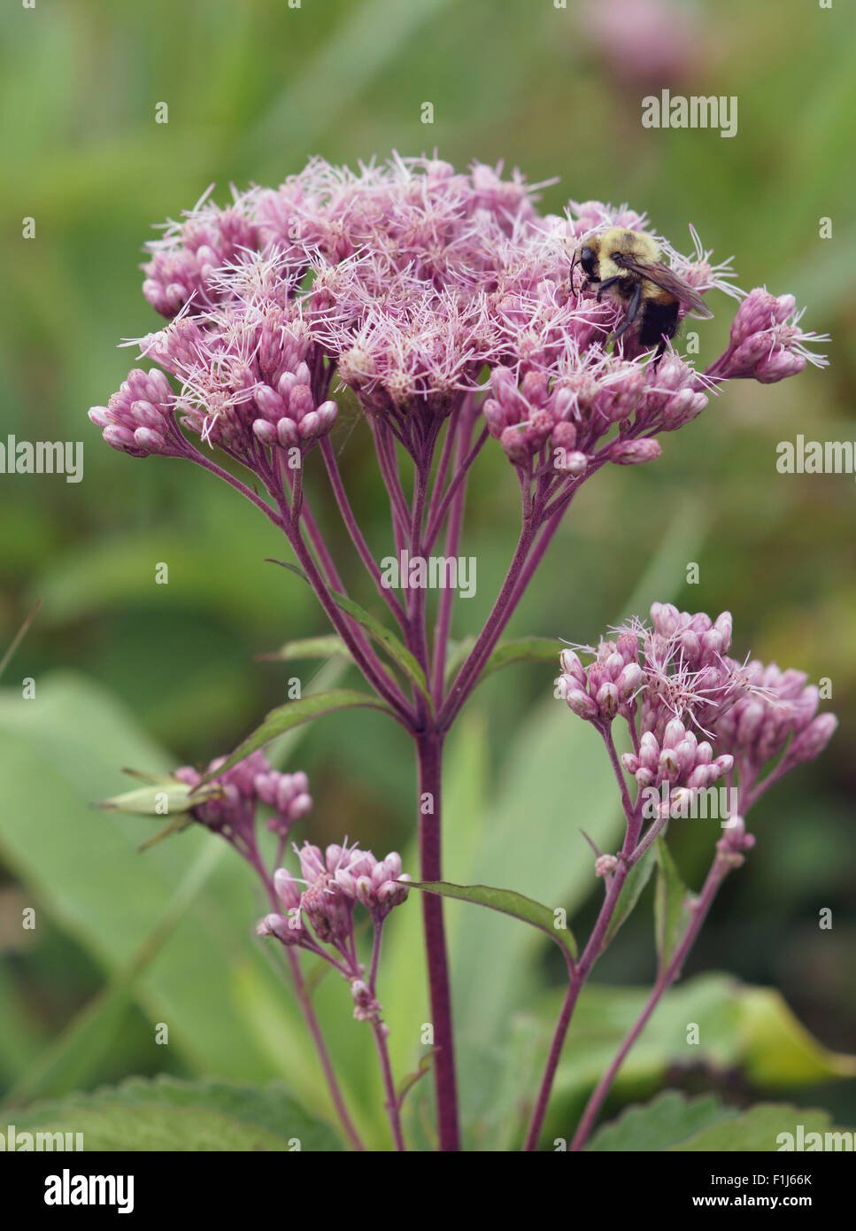 Spotted Joe-pye-weed (Eupatorium maculatum) flower being pollinated by ...
