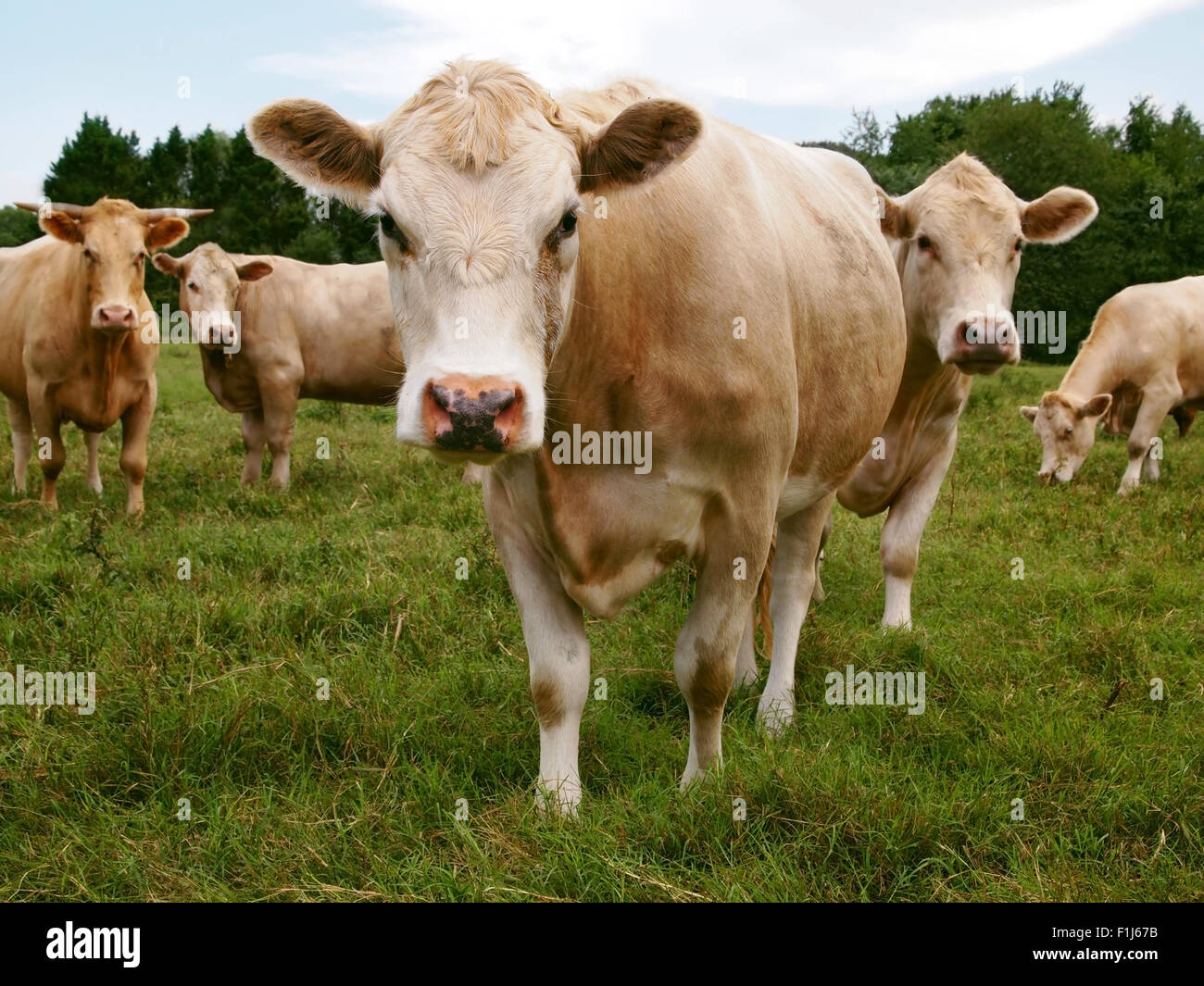 Staring curiously hi-res stock photography and images - Alamy