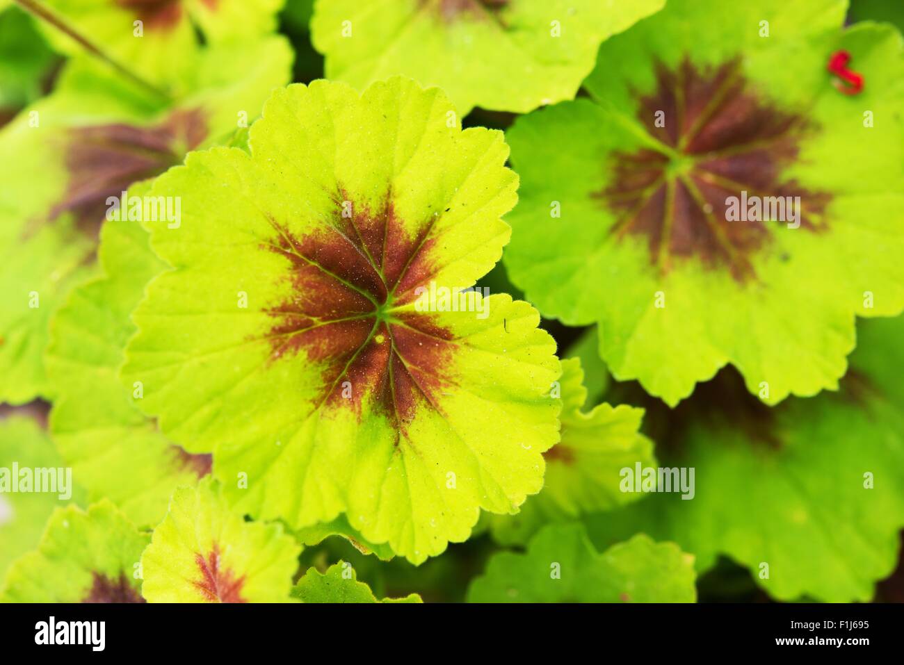 Floral green theme hi-res stock photography and images - Alamy
