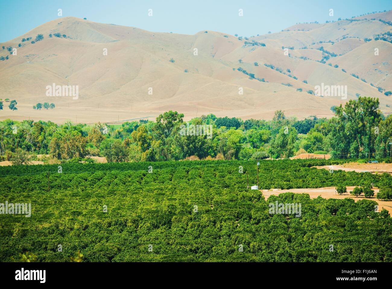 California Farmland and Lemon Trees Plantation. California Fruits ...