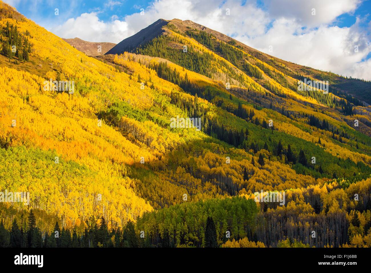 Fall Hills of Colorado. Yellow Aspen Trees Forest near Aspen, Colorado ...